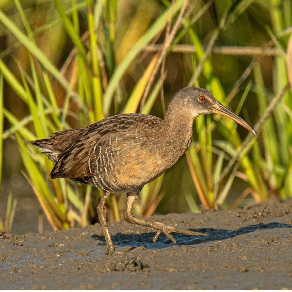 Coastal Georgia Audubon Society | Coastal Georgia Audubon Society